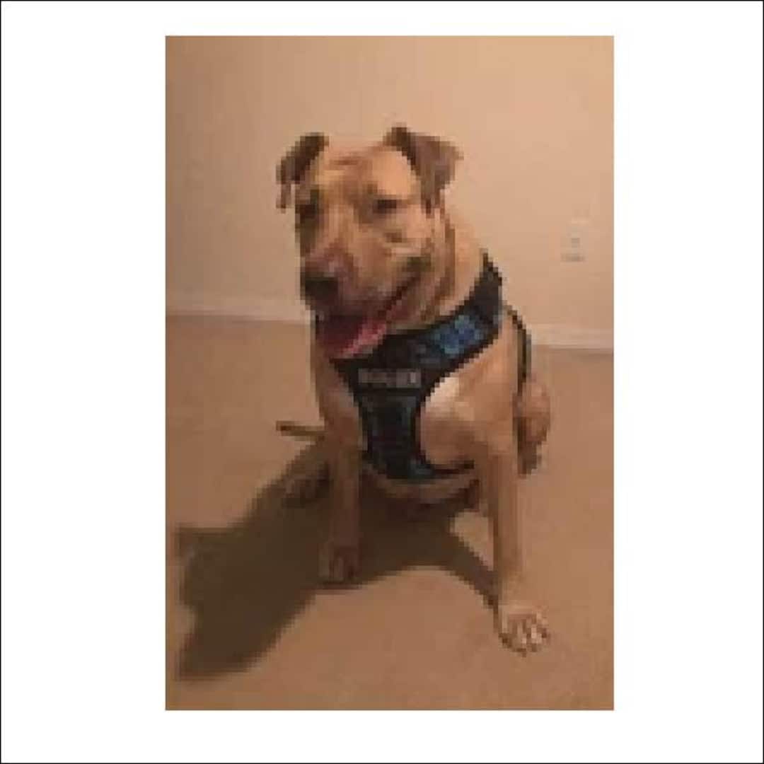 Pit Bull BOLUX No Pull Dog Harness Size L Black Blue Padded Adjustable ...