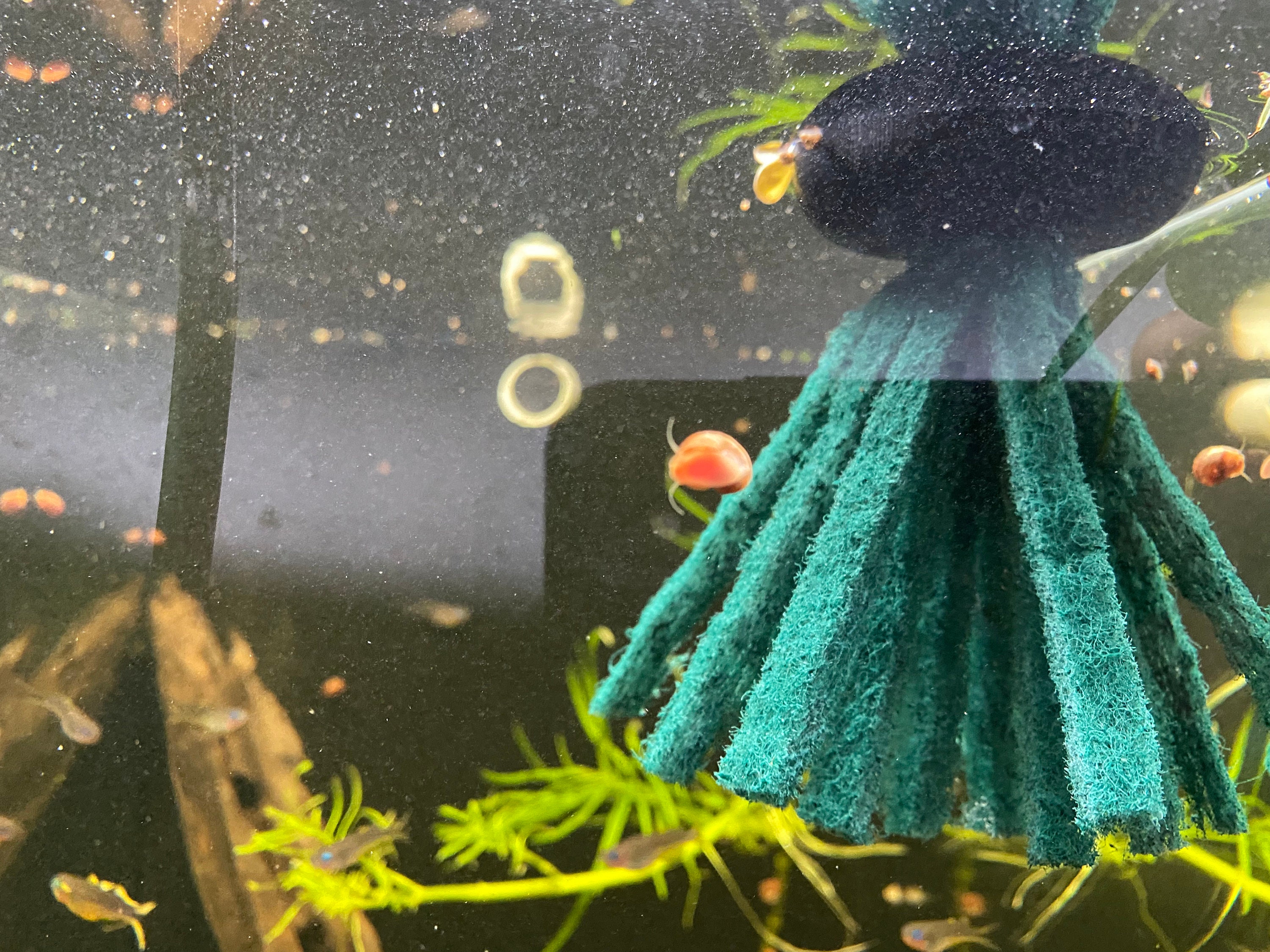 Floating Spawning Mop to Breed Ricefish, Rainbow Fish, Ect - Etsy