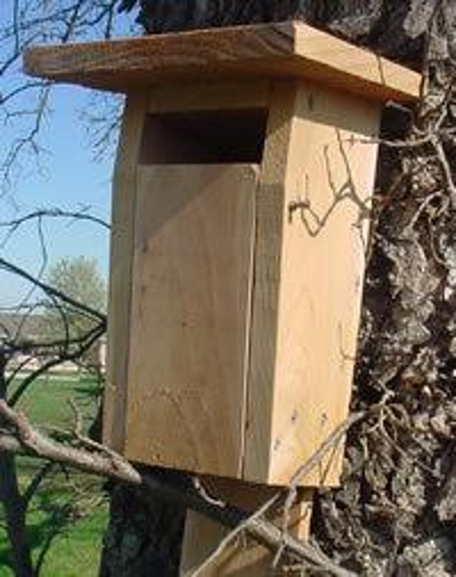 Slotted Bluebird House Box, Sparrow Resistant, 12", Bird Houses by Mark ...
