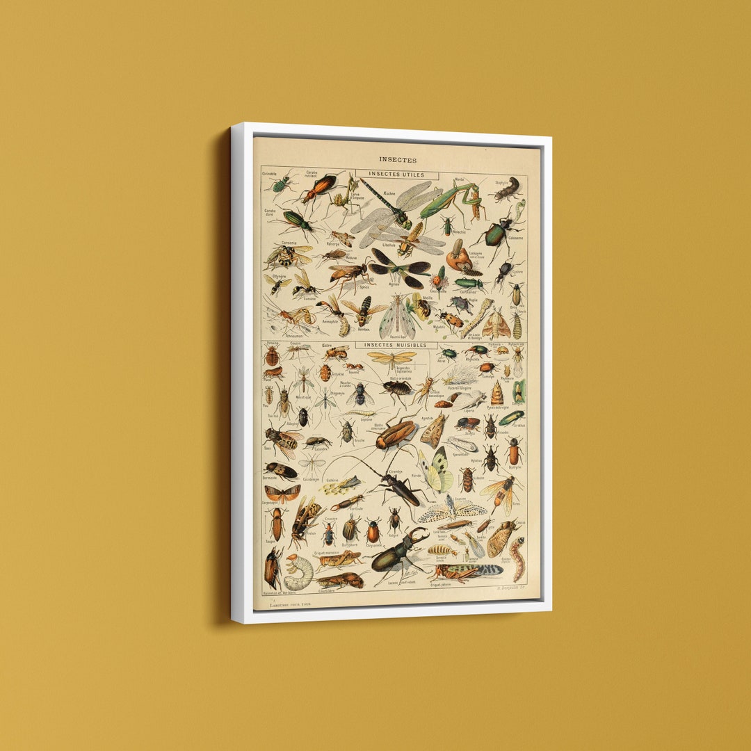 Vintage Bug Canvas/vintage Insect Wall Art/bug Wall Decor/vintage ...
