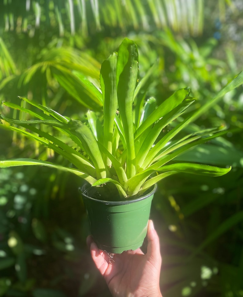Aechmea Gamosepala Matchstick Bromeliad - Etsy