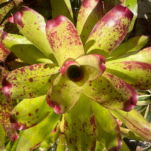 Bromeliad - Etsy