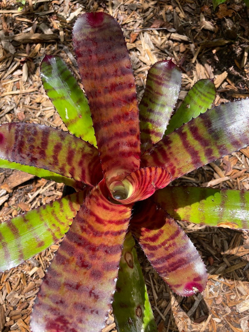 Neoregelia red Tiger Bromeliad - Etsy