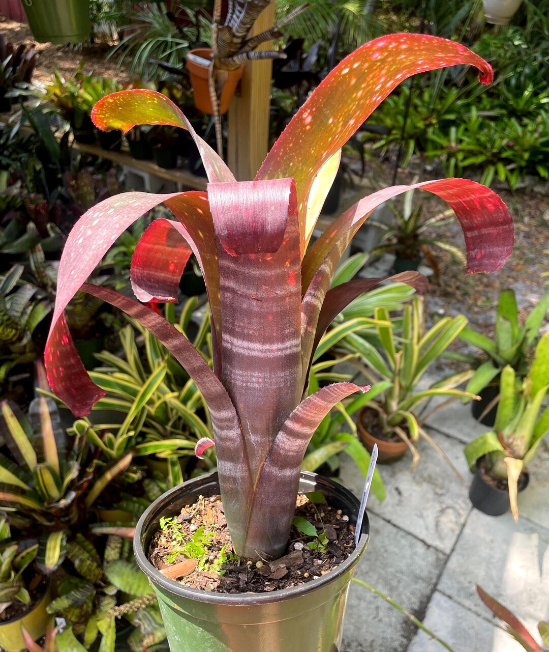 Billbergia ‘raspberry Freeze’ Bromeliad - Etsy