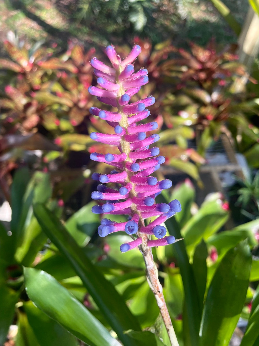 Aechmea Gamosepala, Matchstick Bromeliad - Etsy