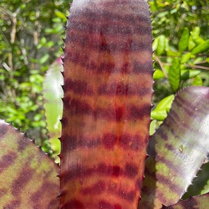 Neoregelia ‘red Tiger’ Bromeliad - Etsy