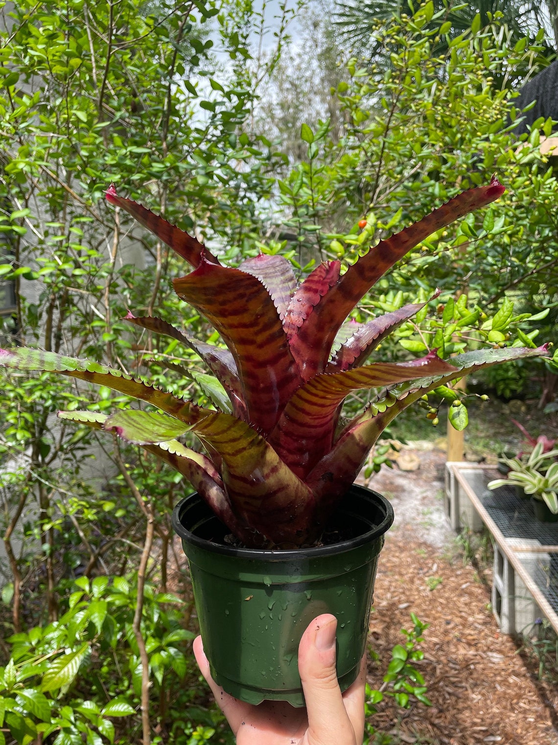 Neoregelia red Tiger Bromeliad - Etsy