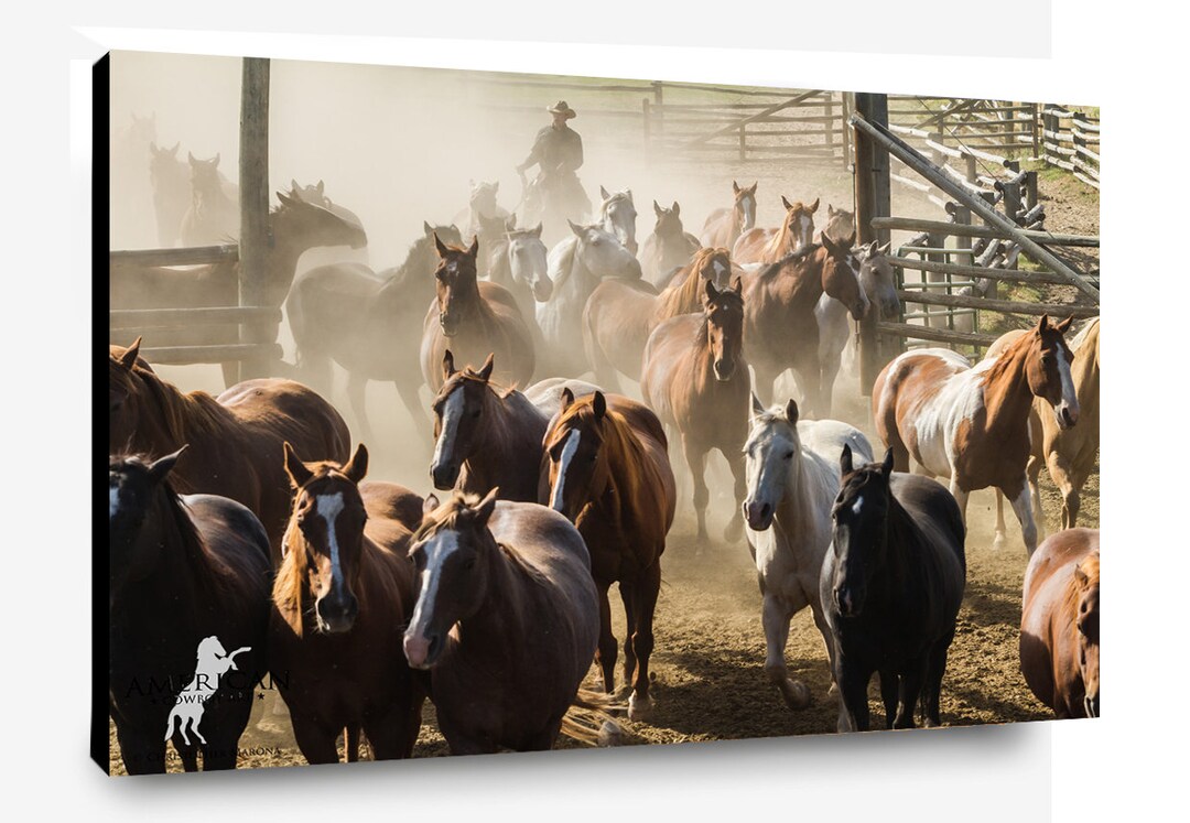 Horse Ruckus by Christopher Marona, 20x24 Metal Print, Western Art ...