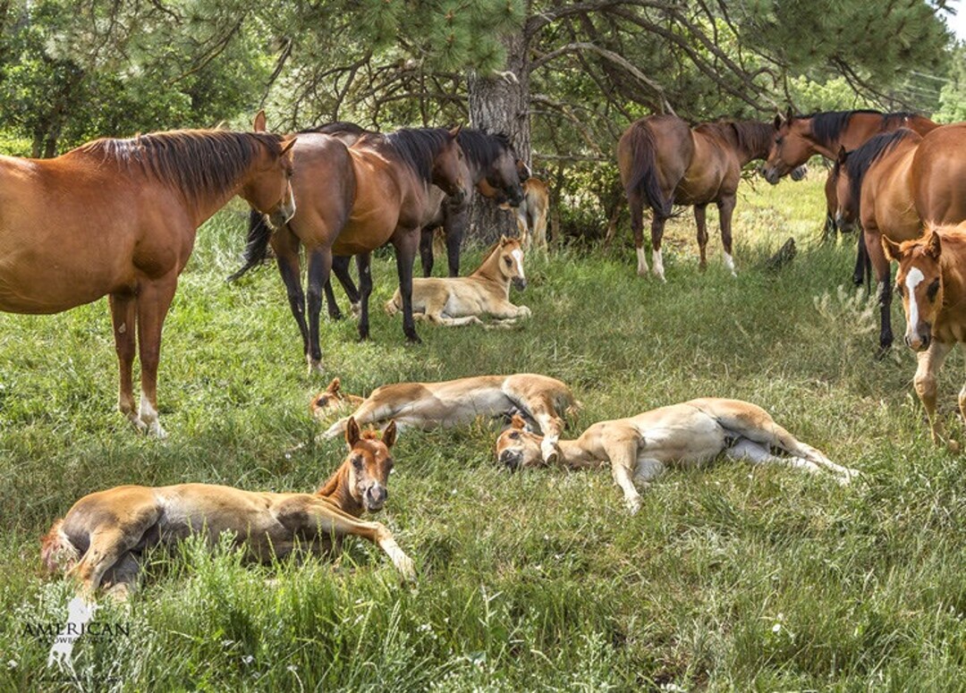 NAP TIME by Christopher Marona, Giclee Canvas 16x20 Print, Western Wall ...