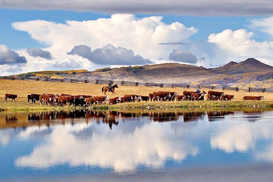 REFLECTIONS of a ROUNDUP 8x12”canvas Mounted by Christopher Marona ...