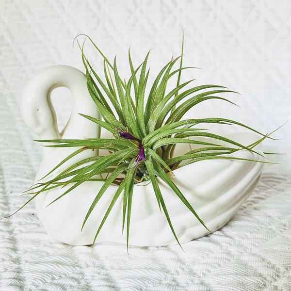 Swan Soap Dish - Etsy