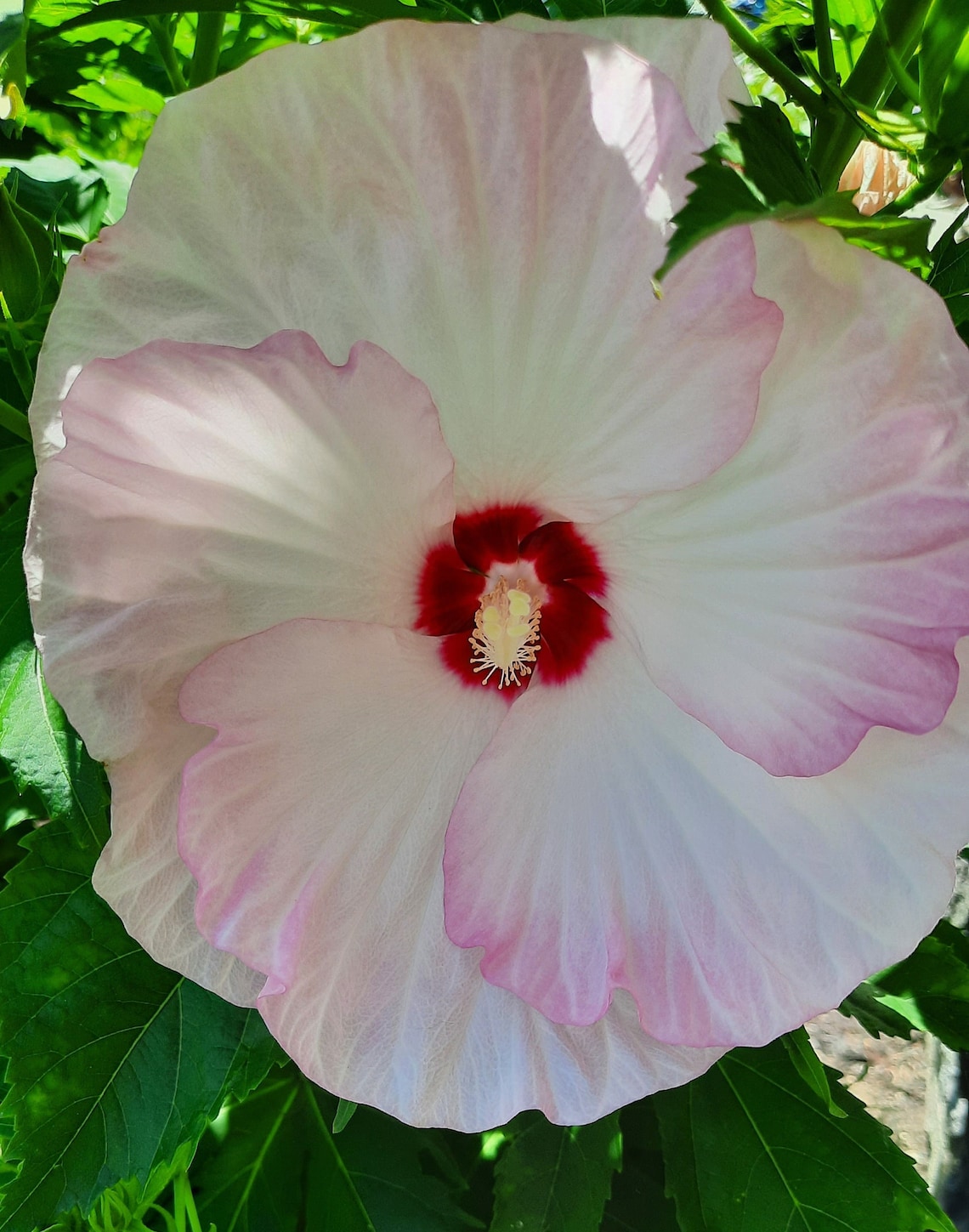 Perennial Hibiscus Seeds ''ballet Slippers'' - Etsy Canada