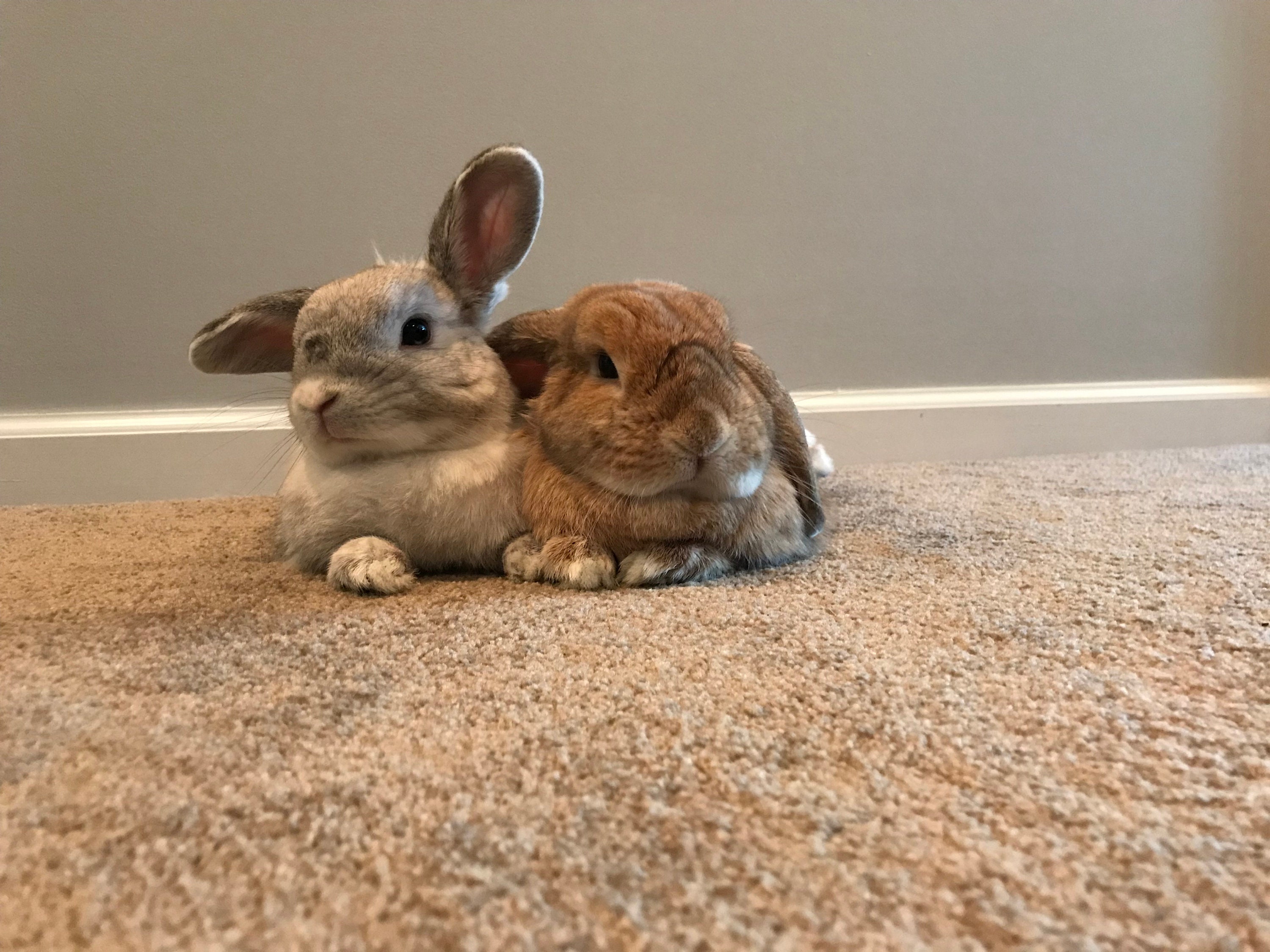 Bunny Puffs All Natural House Plant Fertilizer dried Rabbit - Etsy