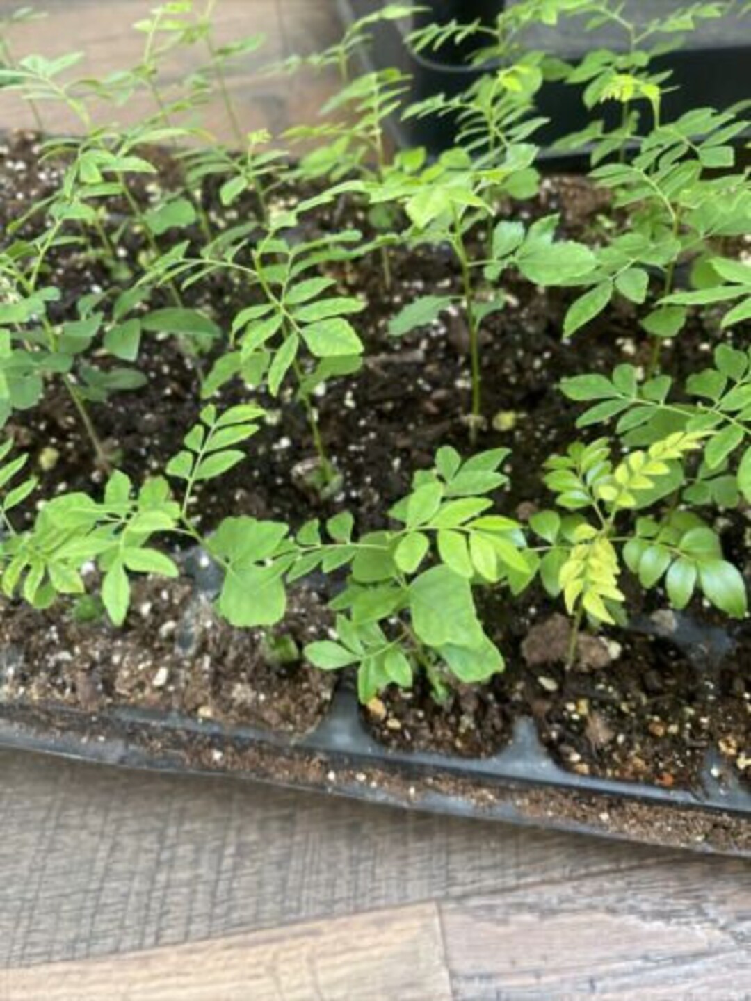 One Curry Leaf Plant-starter Plant - Etsy