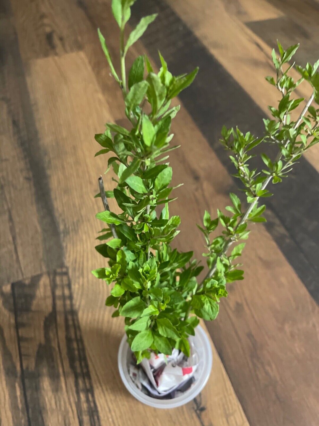 Goji Berry 2-3 Bare Root Plants - Etsy