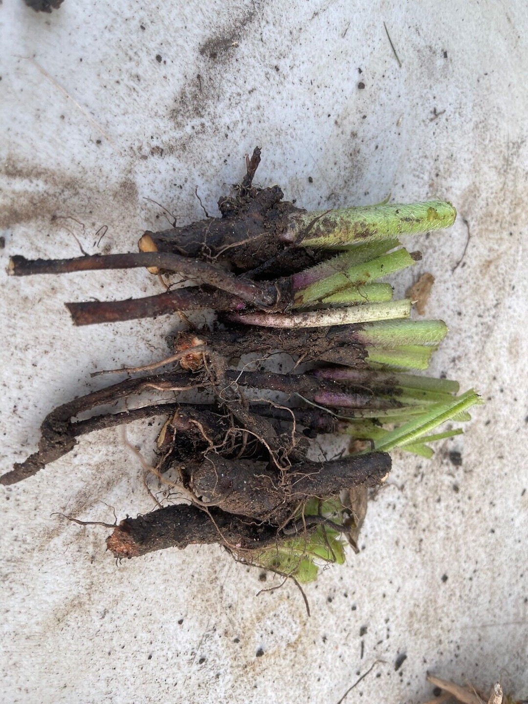 9-10 Comfrey Roots ( Russian/blocking 14)-item Takes 6 Business Days to ...