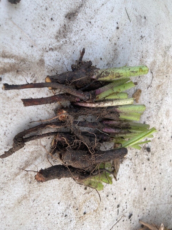 Comfrey Plant Roots
