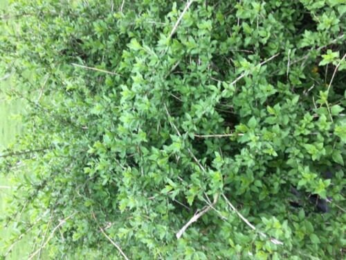 Goji Berry Cuttings 25 6 to 8 Cuttings ..easy to Root - Etsy