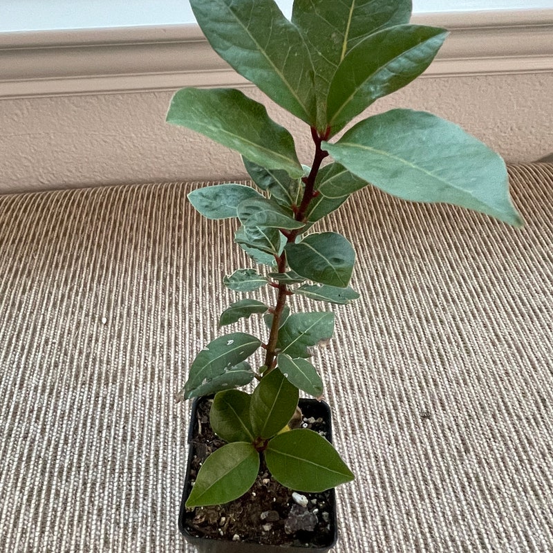 Bay Leaf Tree Plant Live - Etsy