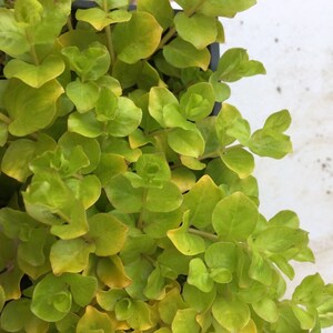 Creeping Jenny Groundcover 6 Rooted Plugs - Etsy
