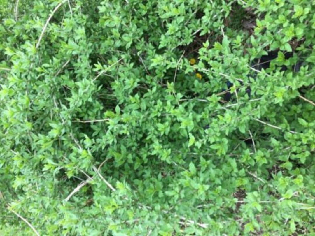 Goji Berry Cuttings- 25 6" to 8" Cuttings ..easy to Root - Etsy