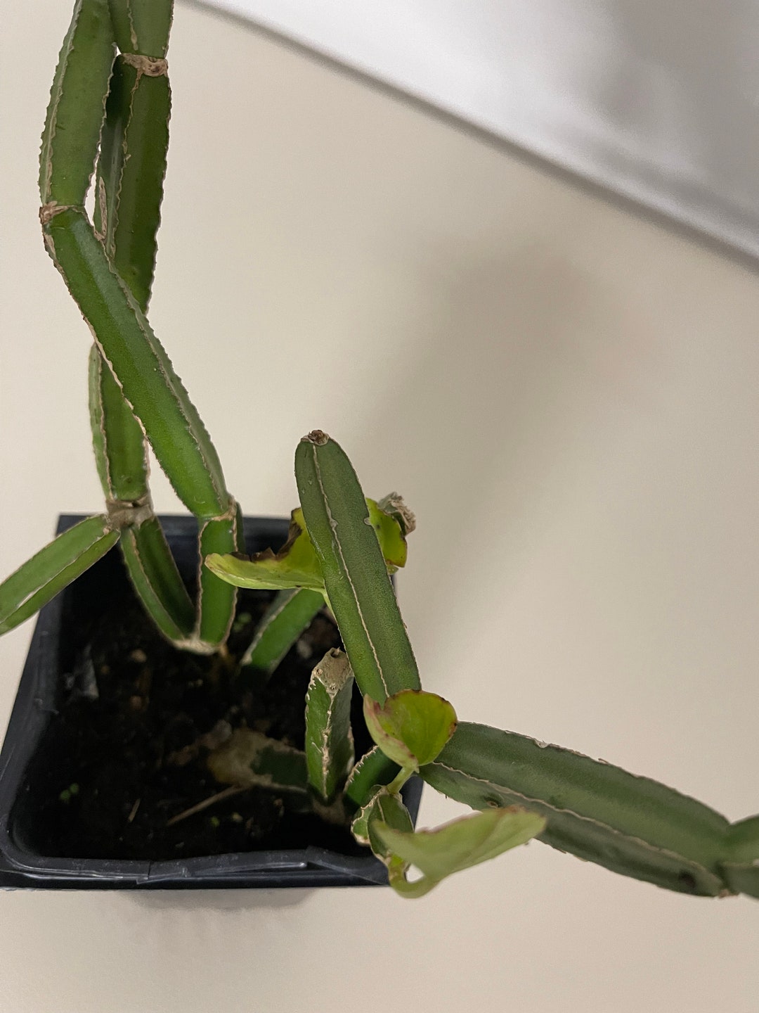 Cissus Quadrangularis, Veldt Grape, Devil's Backbone, Cucumber Cactus ...