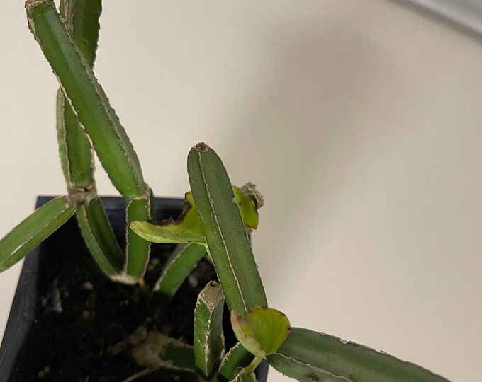 Cissus Quadrangularis, Veldt Grape, Devil's Backbone, Cucumber Cactus ...