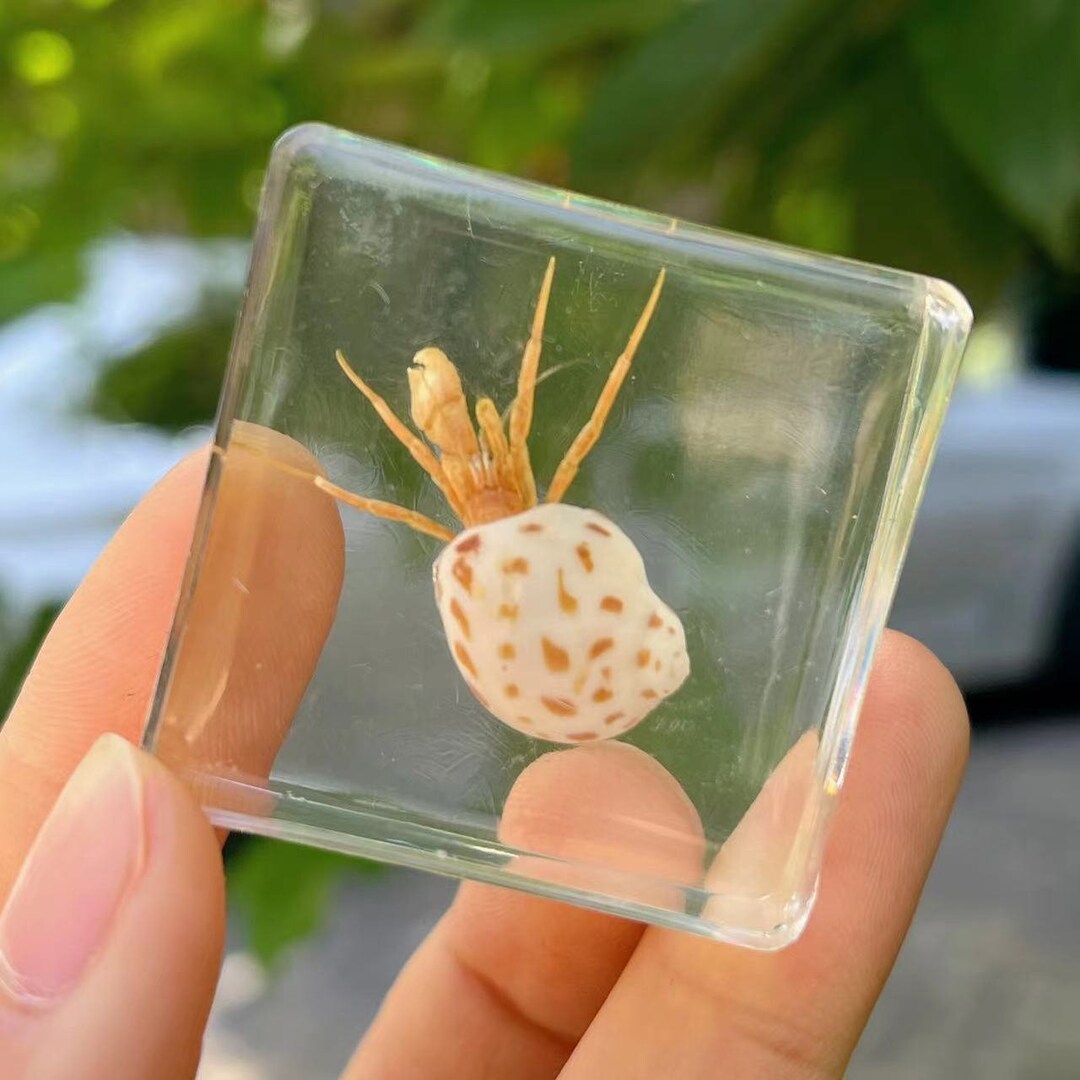 Hermit Crab Specimen, Resin Animal Taxidermy in Block,specimen ...