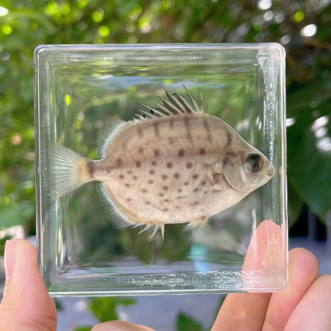 Fine Fish Specimen ,resin Animal Taxidermy in Block, Specimen ...