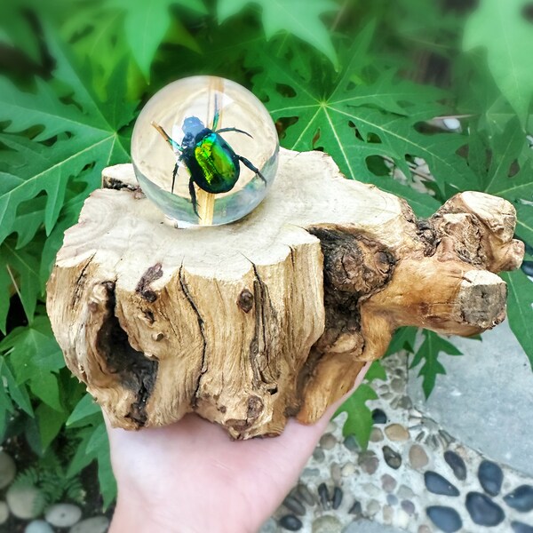 Tree Stump Table - Etsy