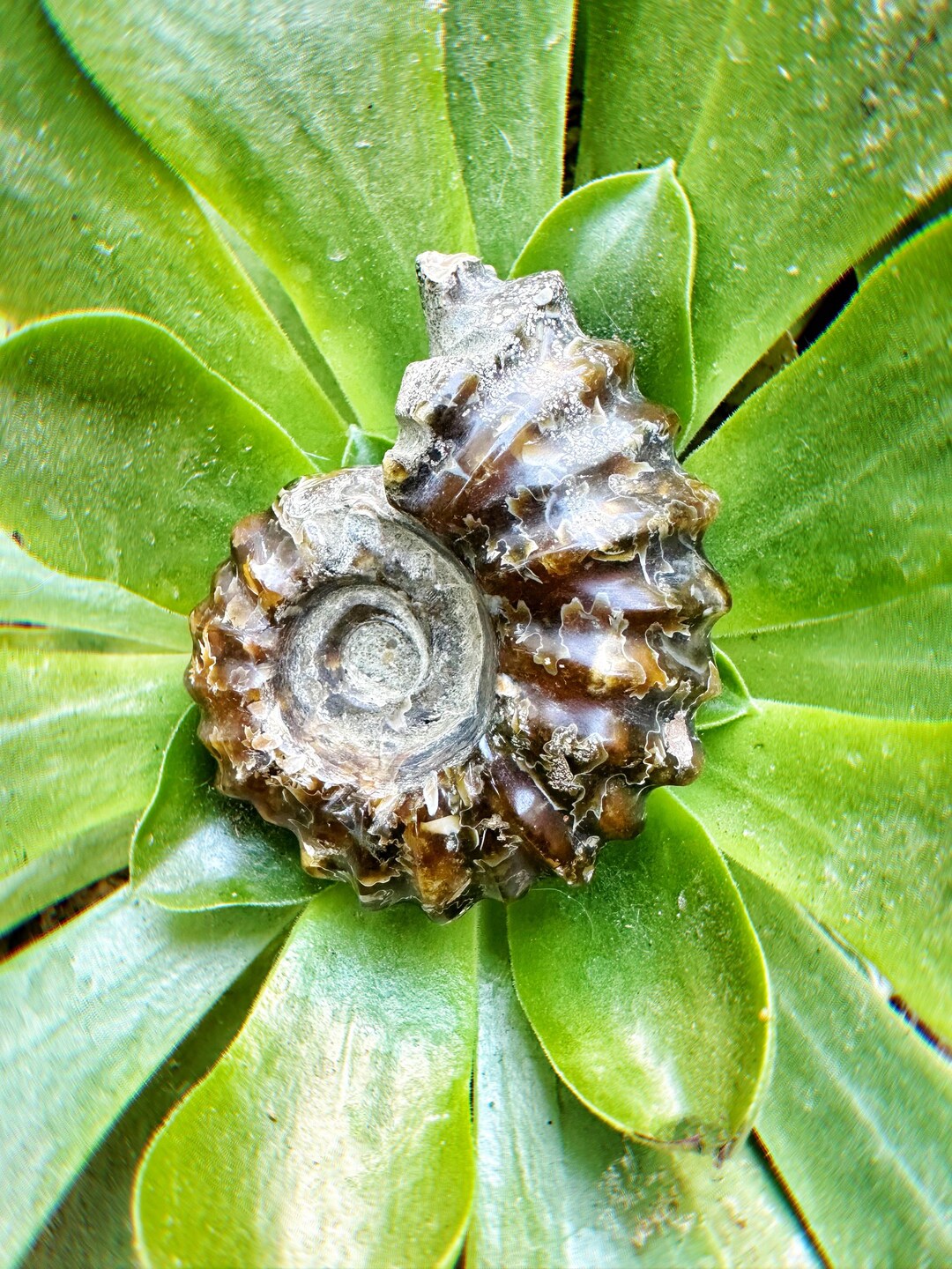Natural Douvilleiceras Ammonite Fossil With Distinctive Ribbed Spiral ...