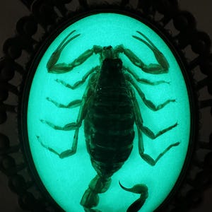 Real Scorpion Bolo Tie, Gothic Western Insect Necklace, Glow in the ...