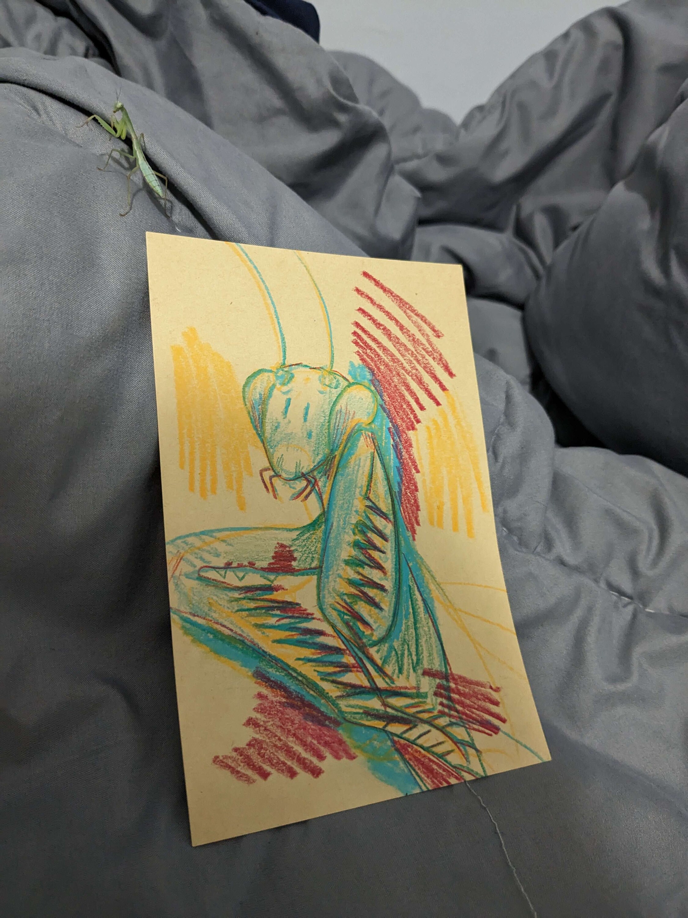 Mantis Original Drawing - Etsy