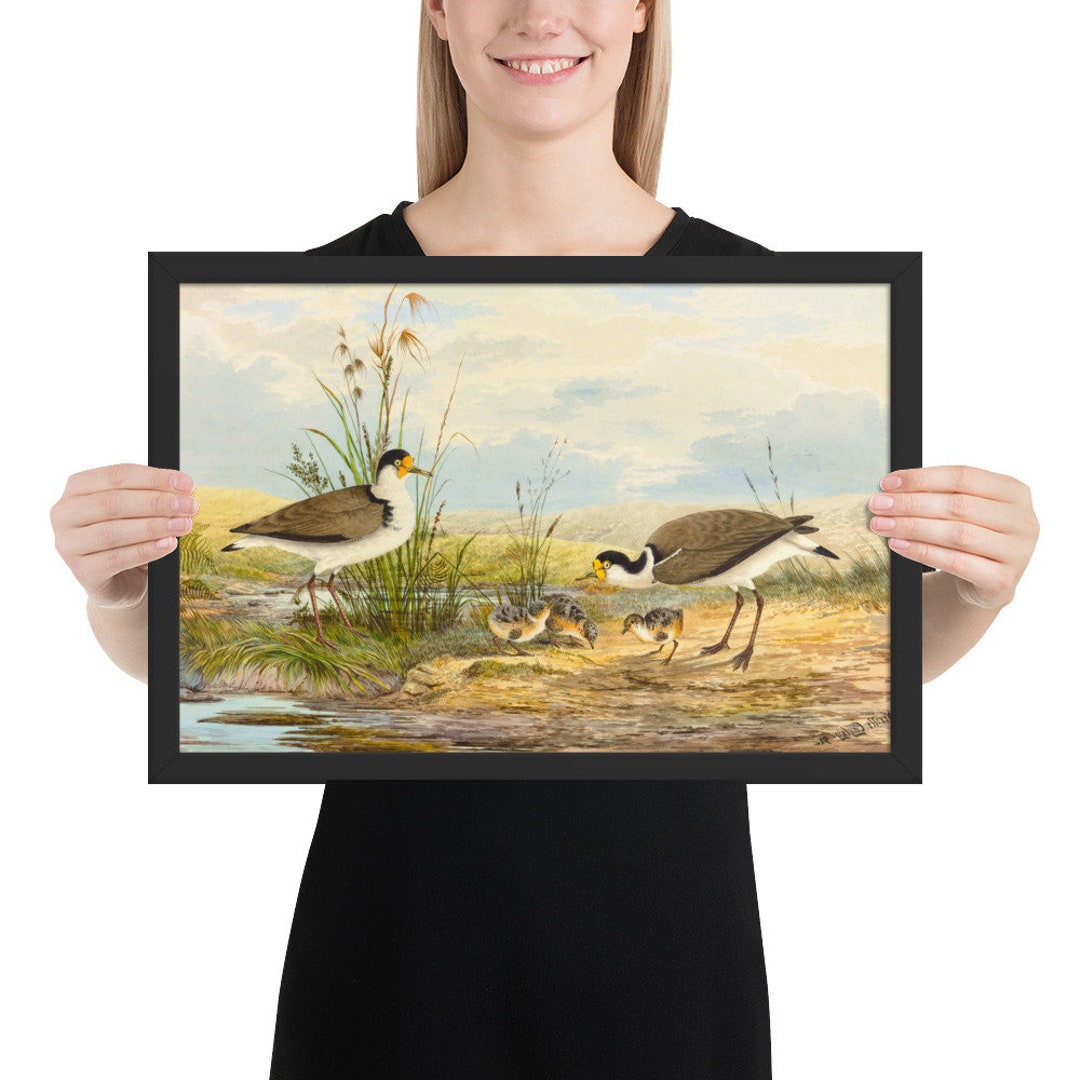 1892 Masked Lapwing Framed Matte Poster | Australia Bird | Vintage ...