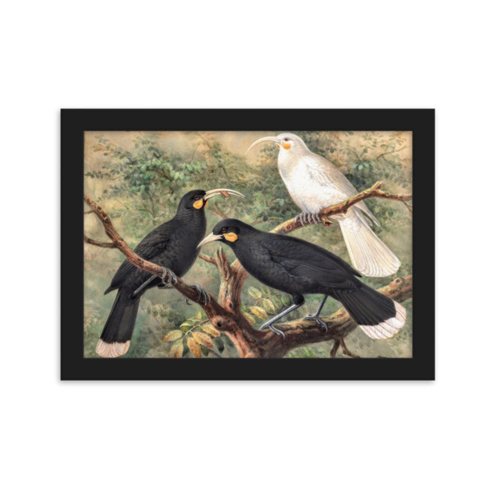 1900 Huia Bird Framed Matte Poster New Zealand Huia Vintage Bird ...