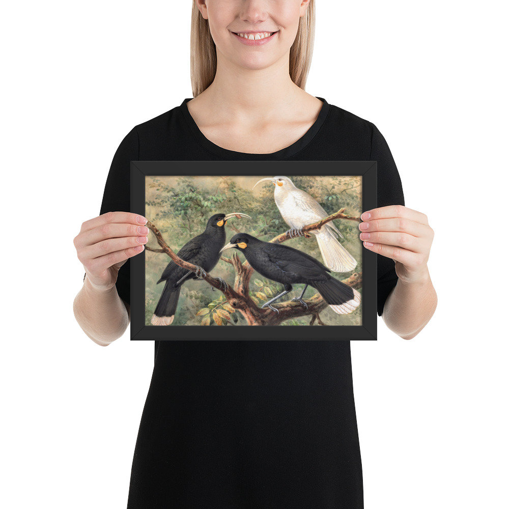 1900 Huia Bird Framed Matte Poster | New Zealand Huia | Vintage Bird ...