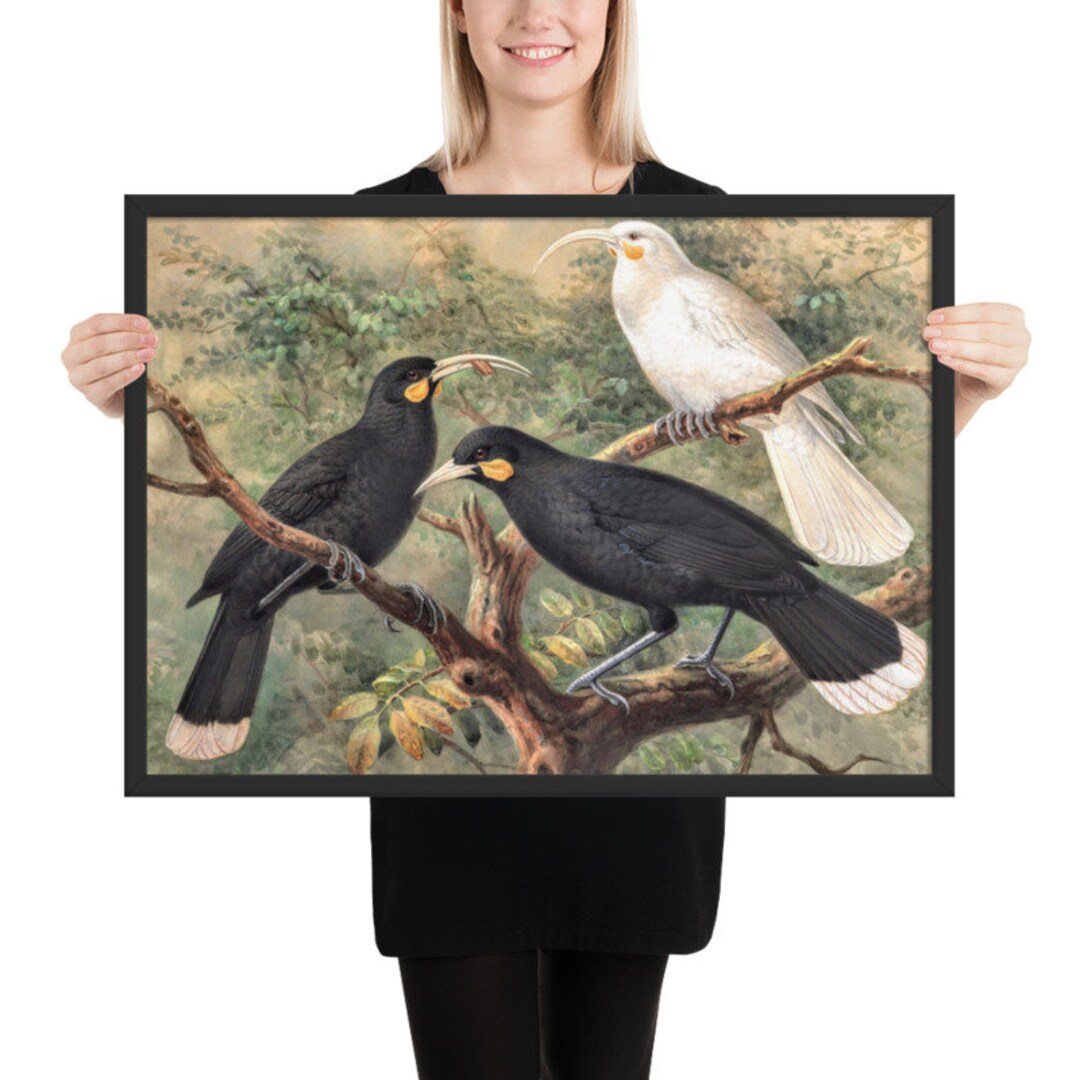 1900 Huia Bird Framed Matte Poster | New Zealand Huia | Vintage Bird ...