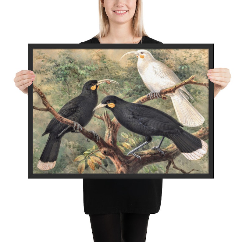 1900 Huia Bird Framed Matte Poster New Zealand Huia - Etsy