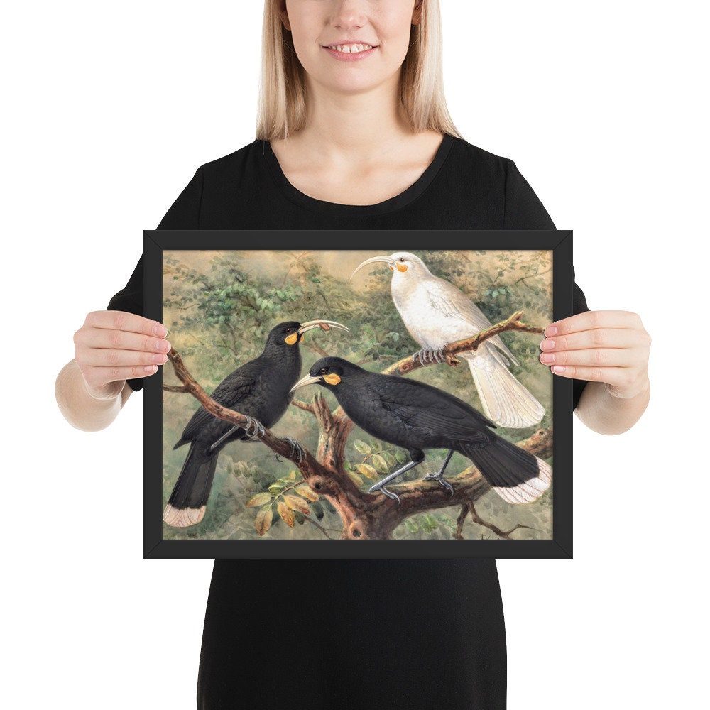 1900 Huia Bird Framed Matte Poster | New Zealand Huia | Vintage Bird ...