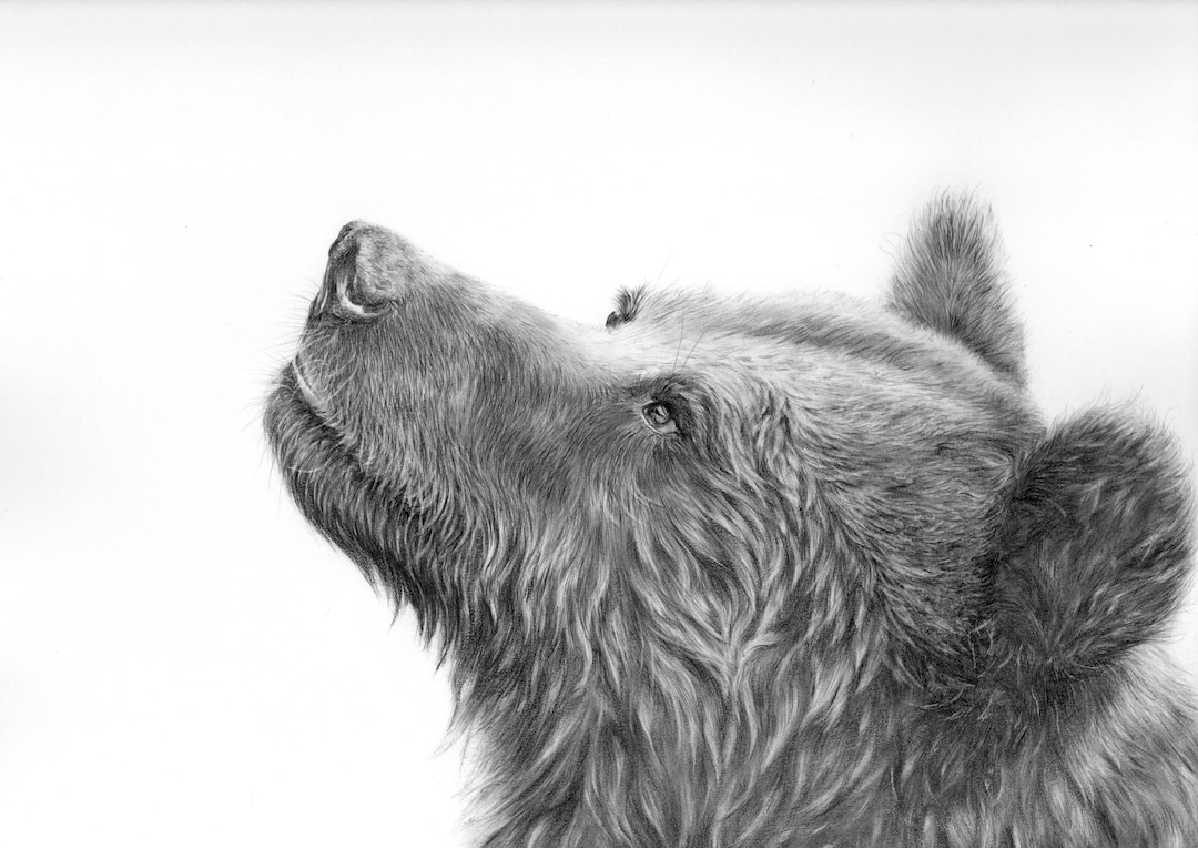ORIGINAL Hand Drawn Bear Portrait, Pencil Bear Drawing, Graphite Pencil ...