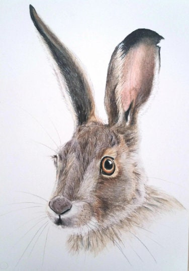 Original Hare Drawing, Hare Portrait, Original Fine Art, Colored Pencil ...