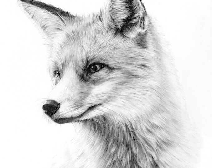 ORIGINAL Pencil Drawing, Fox Portrait, Nature Drawing, Fox Drawing ...