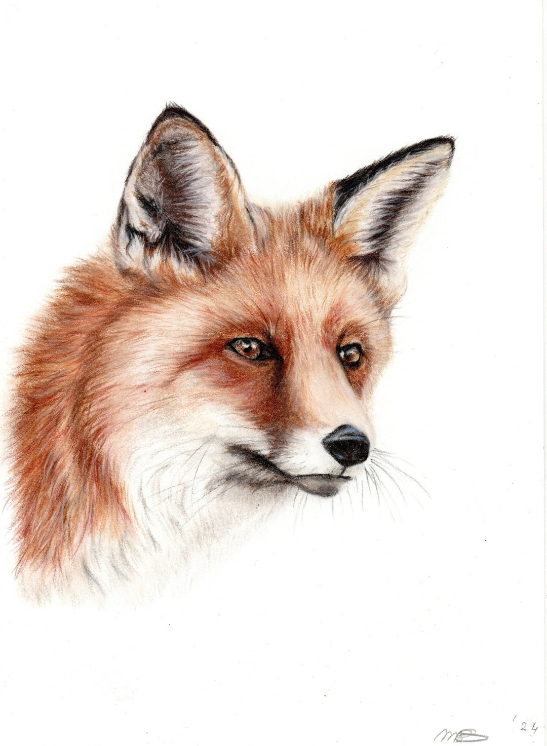 ORIGINAL Fox Drawing, Fox Portrait, Original Fine Art, Pencil Drawing ...