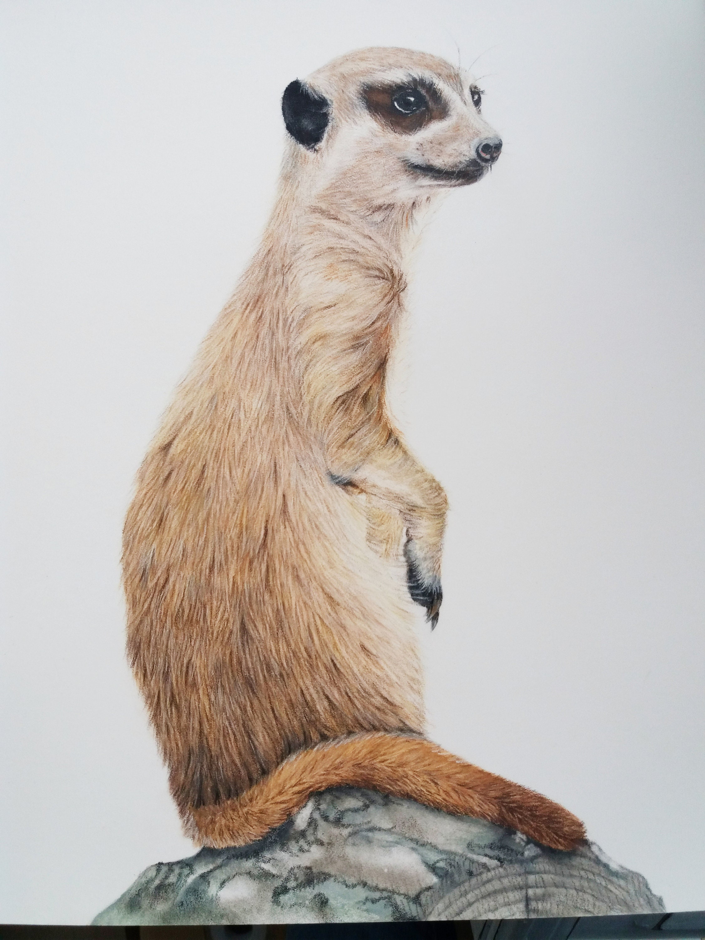 Meerkat Drawing