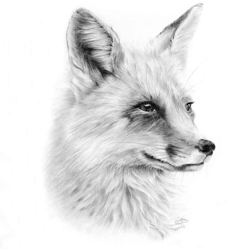 Fox Drawings - Etsy