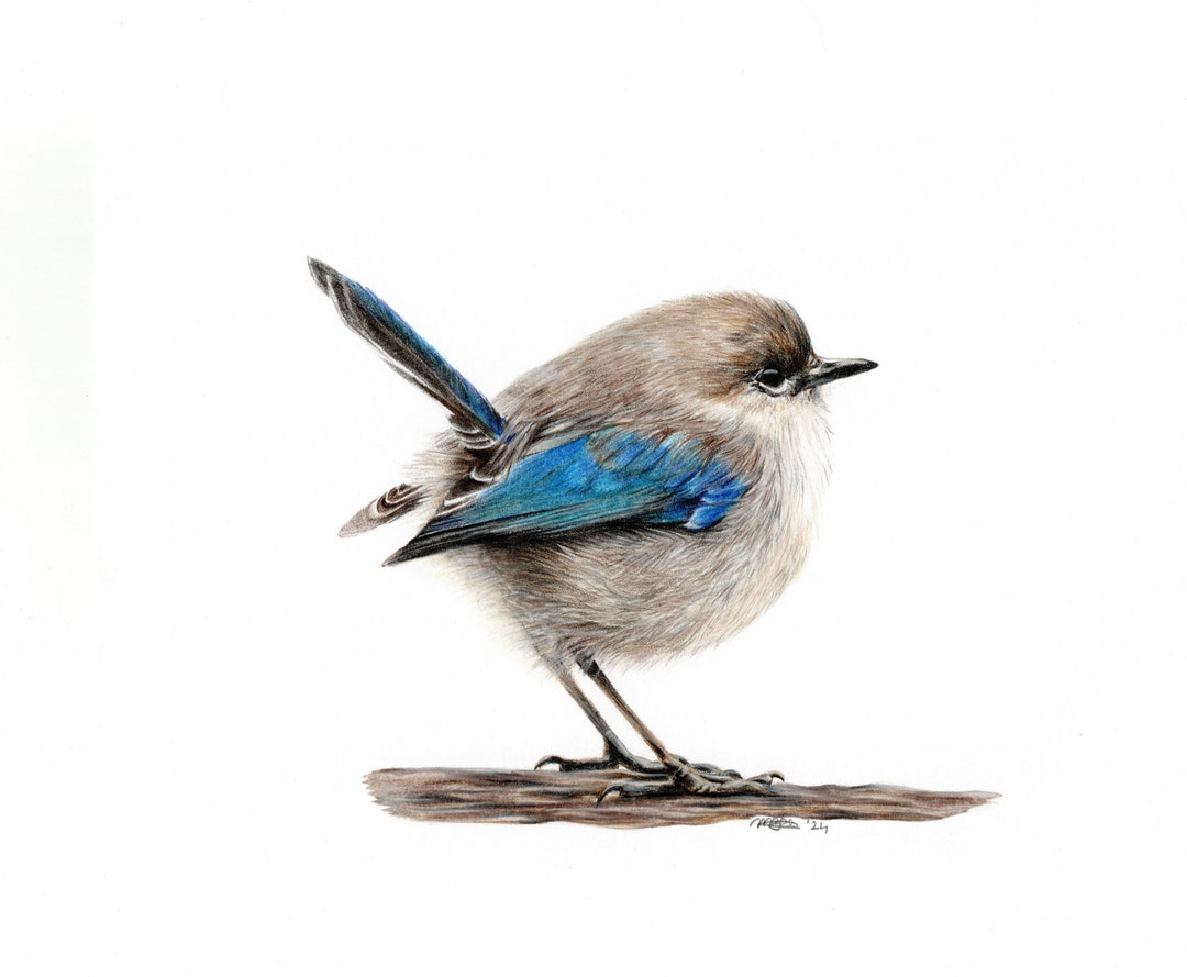 ORIGINAL Bird Drawing, Bird Portrait, Original Fine Art, Pencil Drawing ...