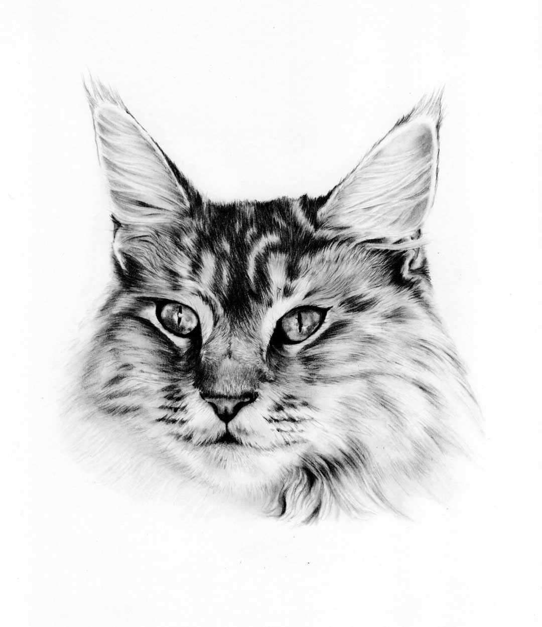 Original Main Coon Drawing, Cat Portrait, Pencil Cat Drawing, Graphite ...