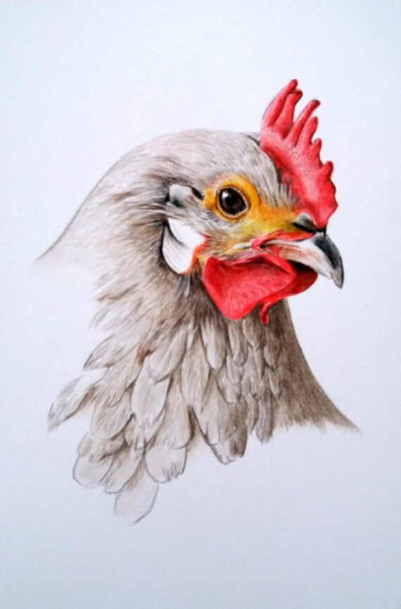 How To Draw A Realistic Chicken