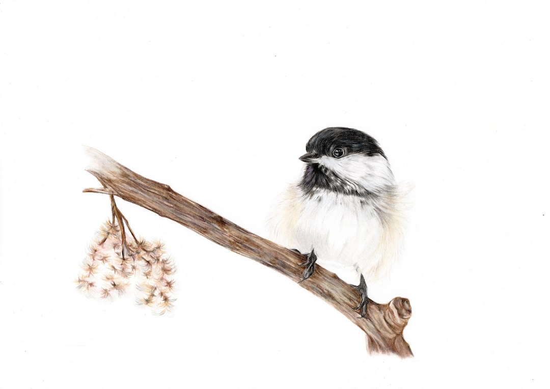 ORIGINAL Chickadee Drawing, Bird Portrait, Original Fine Art, Pencil ...