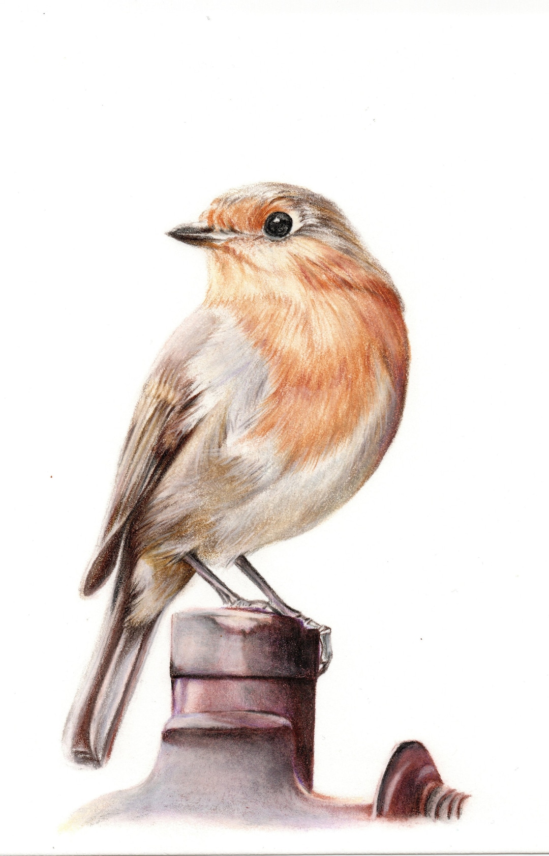 Original Robin Drawing: Colored Pencil Bird Portrait, Woodland Art ...